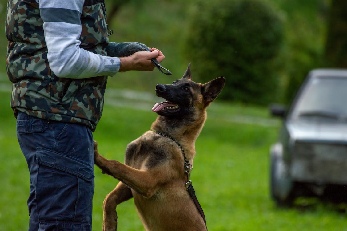 Wissenswertes über Polizeihunde