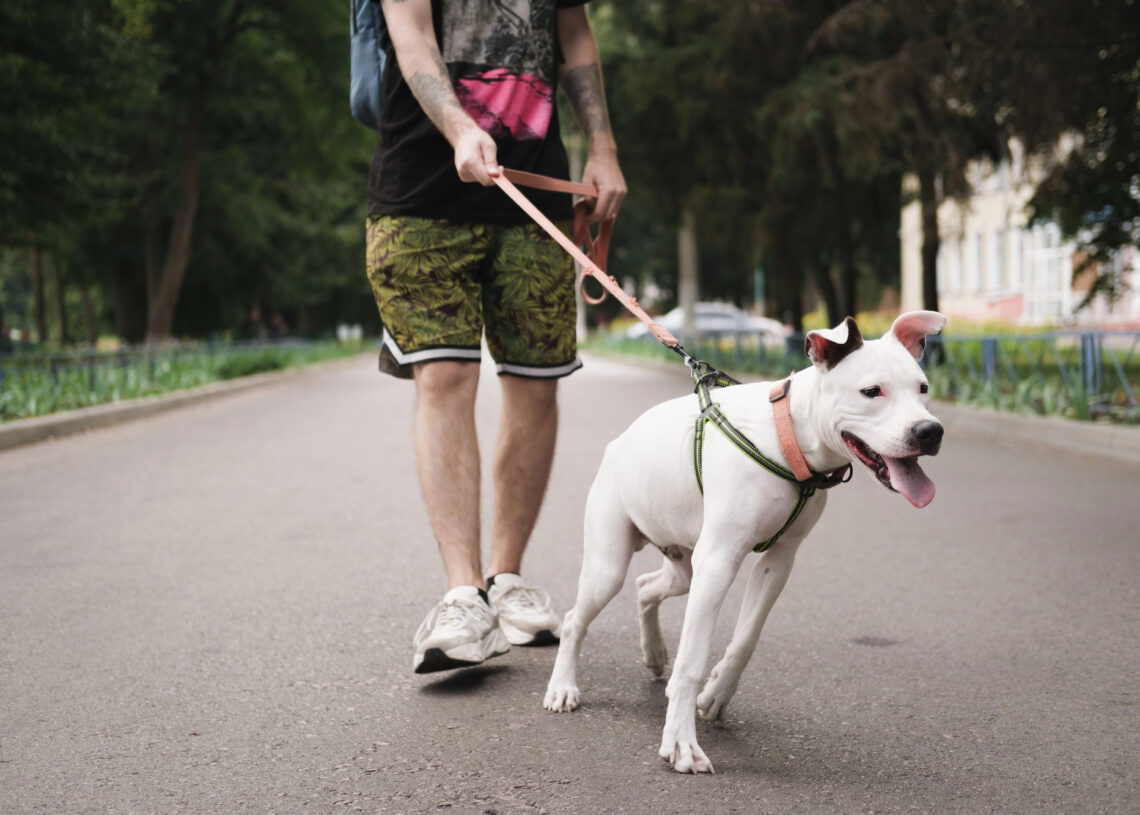 12 Gründe, warum man sich einen Hund anschaffen sollte